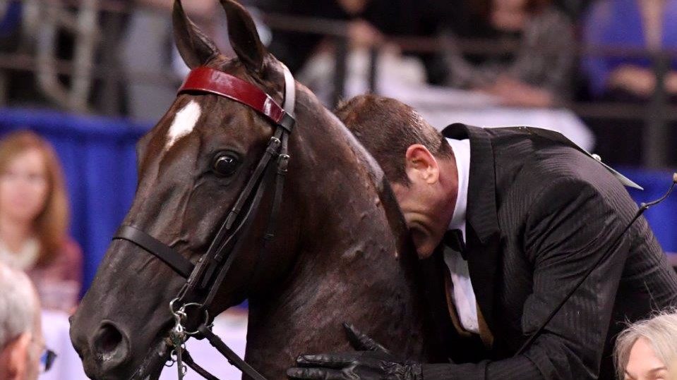 Reiser Stables American Saddlebred Horse Don O Neill To Retire After Reiser Stables American Saddlebred Horse Don O Neill To Retire After